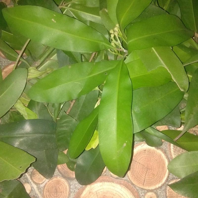Daun Lempeni Segar Atau basah - Shop | Tokopedia