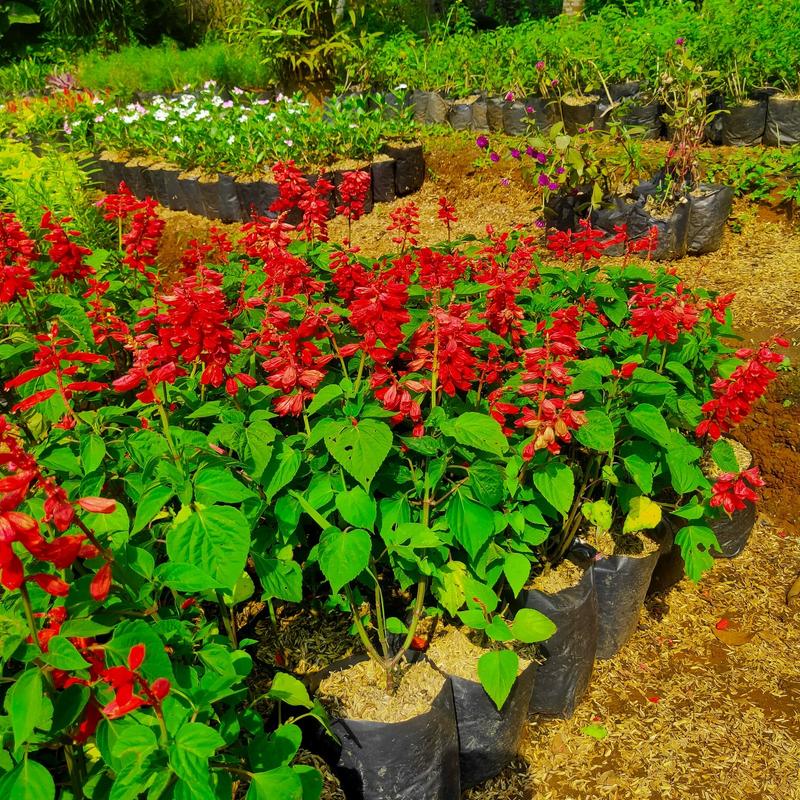 Tanaman Hias Bunga Selvia Tanaman Hias Bunga Merah - Shop | Tokopedia