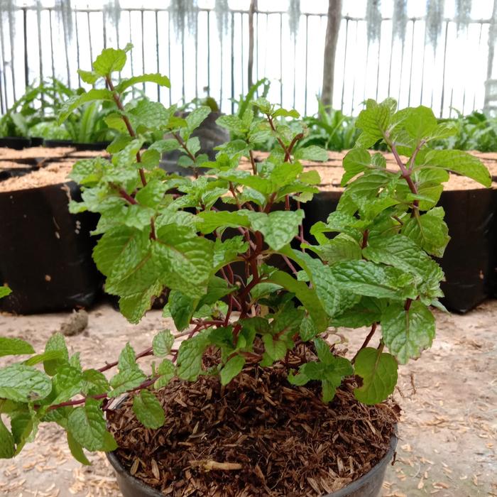 Jual tanaman herbal daun mint - Kab. Bandung Barat - reksa garden ...