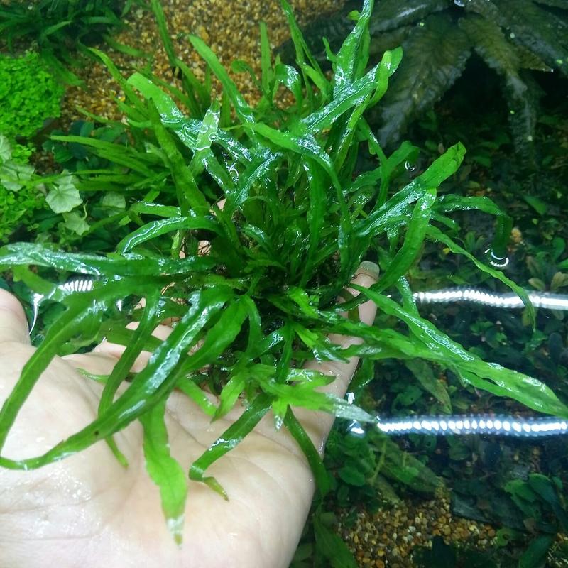 Kadaka Mini Trident / Microsorum Trident Mini - Shop | Tokopedia