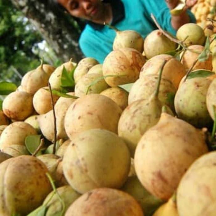 BUAH PALA SEGAR 1KG BULAT SUPER - Shop | Tokopedia