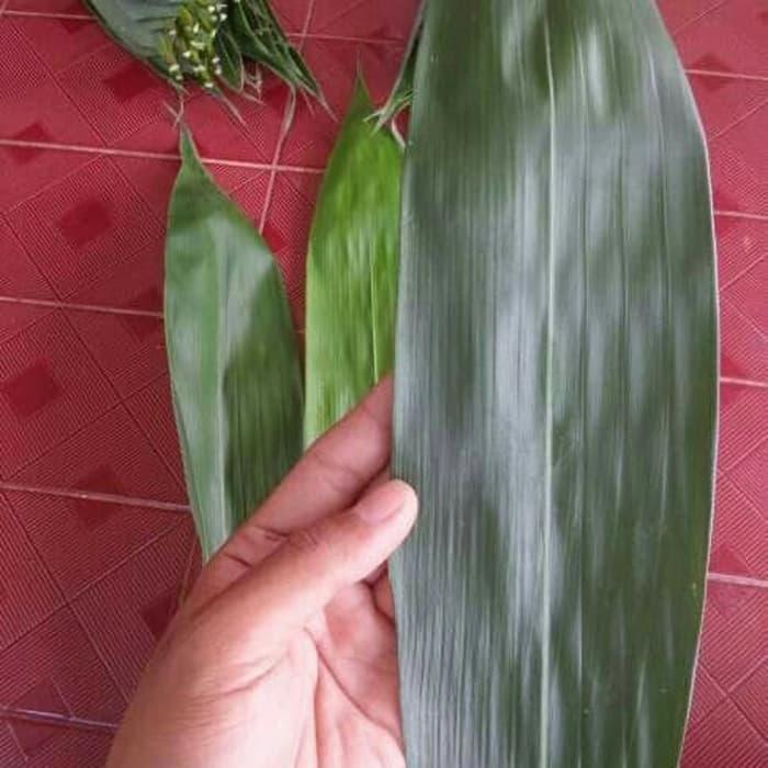 ready daun bambu ukuran jumbo buat bungkus bacang - Shop | Tokopedia