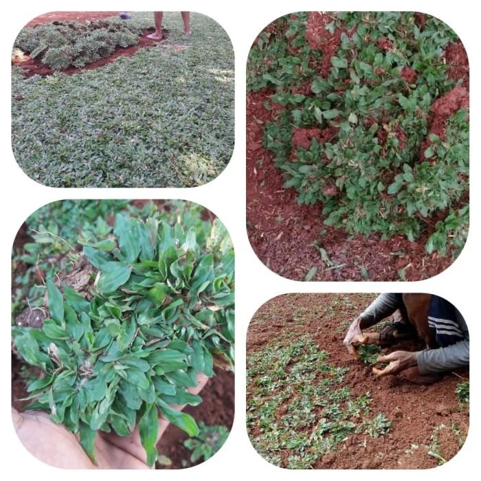 Jual eceran rumput gajah mini 50cmx50cm - Jakarta Selatan - antoflora ...