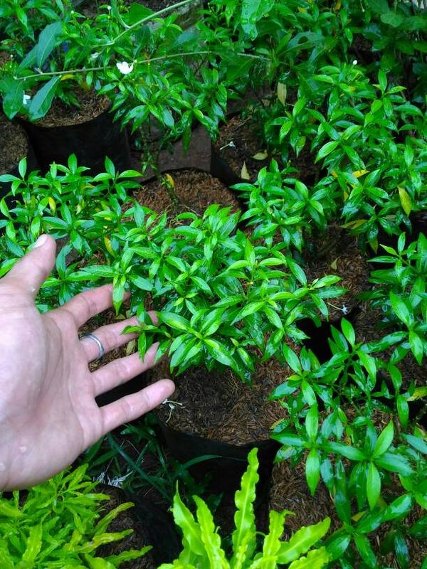 tanaman hias rombusa mini hijau tanaman semak rombusa mini tanaman ...